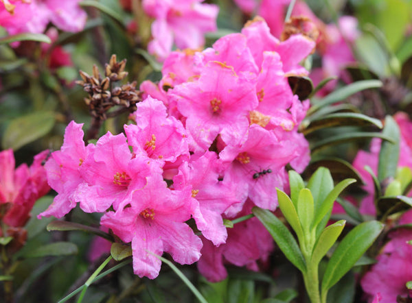 Alpine Rose – Indie Lee